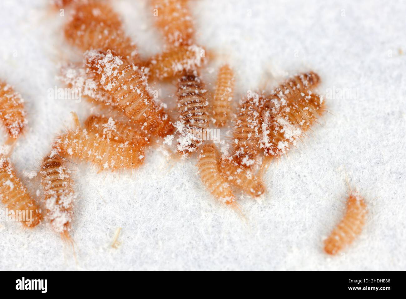 Larvae of Khapra beetle Trogoderma granarium Dermestidae family pest of ...