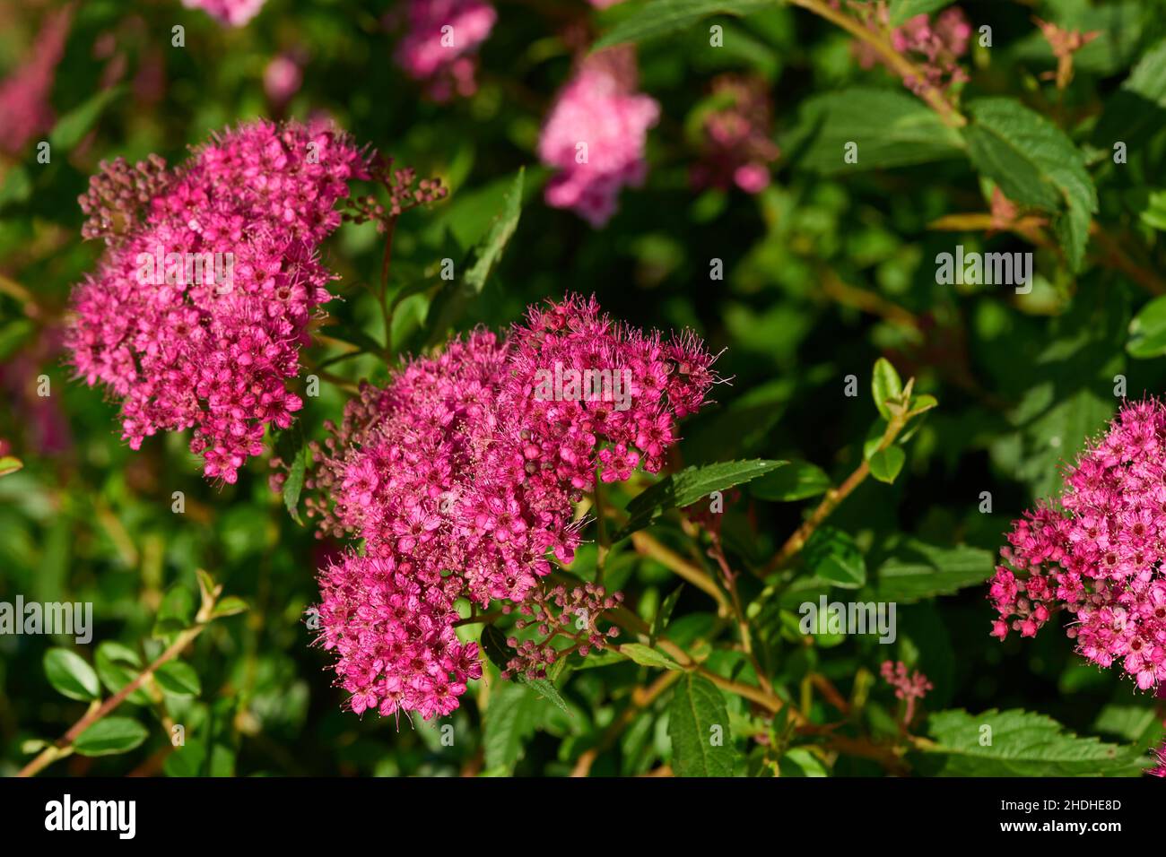 Spiraea rose hi-res stock photography and images - Alamy