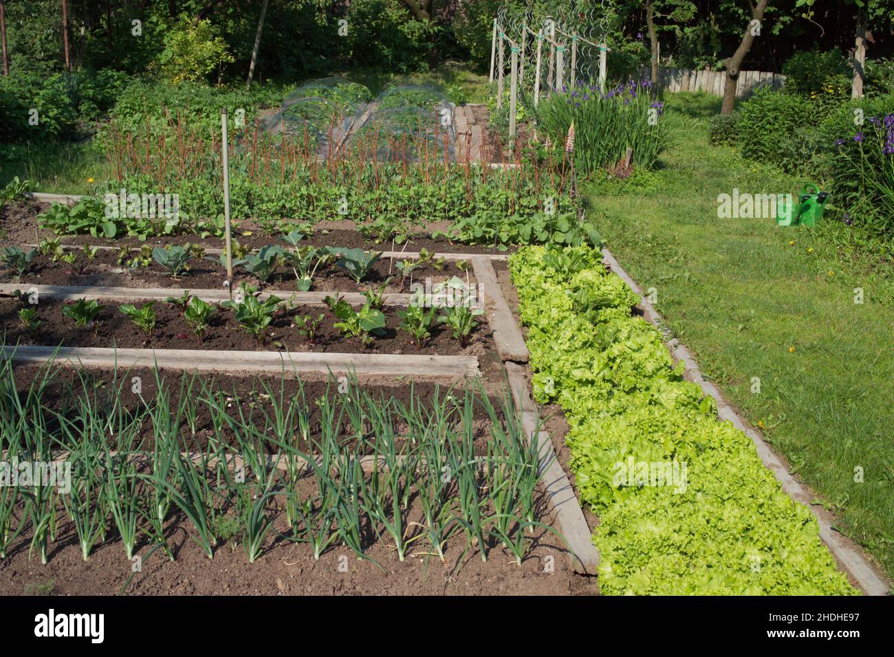seedbed, vegetable garden, seedbeds, vegetable gardens Stock Photo - Alamy
