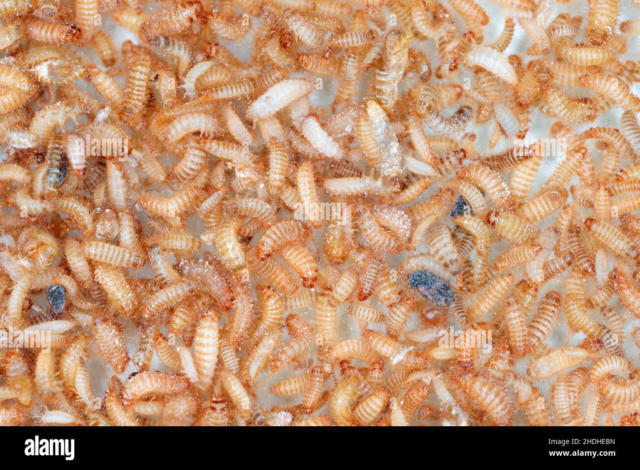 Larvae of Khapra beetle Trogoderma granarium Dermestidae family pest of ...