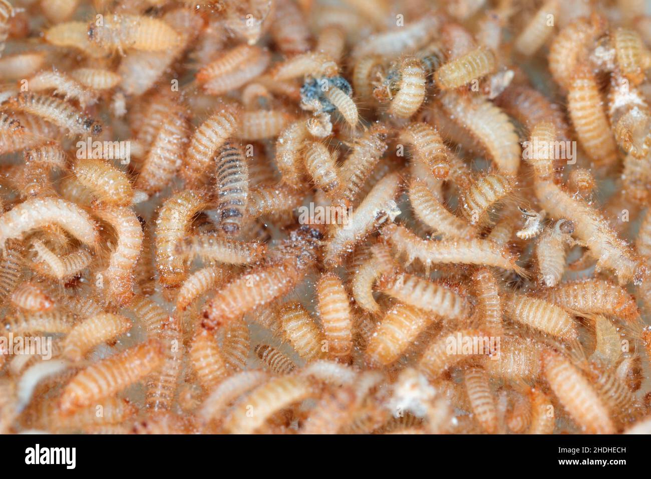 Larvae of Khapra beetle Trogoderma granarium Dermestidae family pest of ...