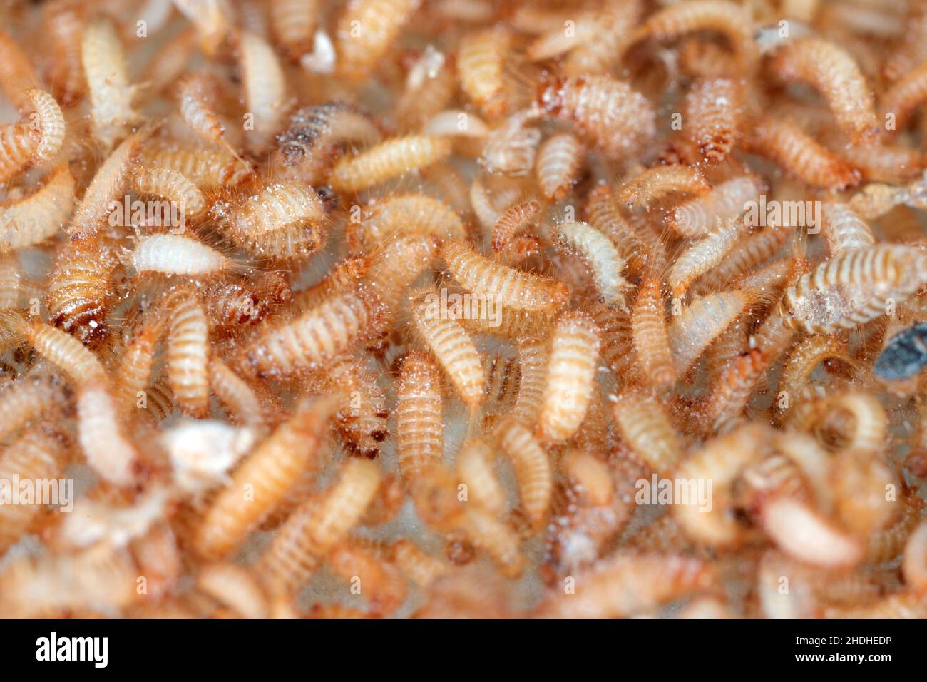 Larvae of Khapra beetle Trogoderma granarium Dermestidae family pest of ...