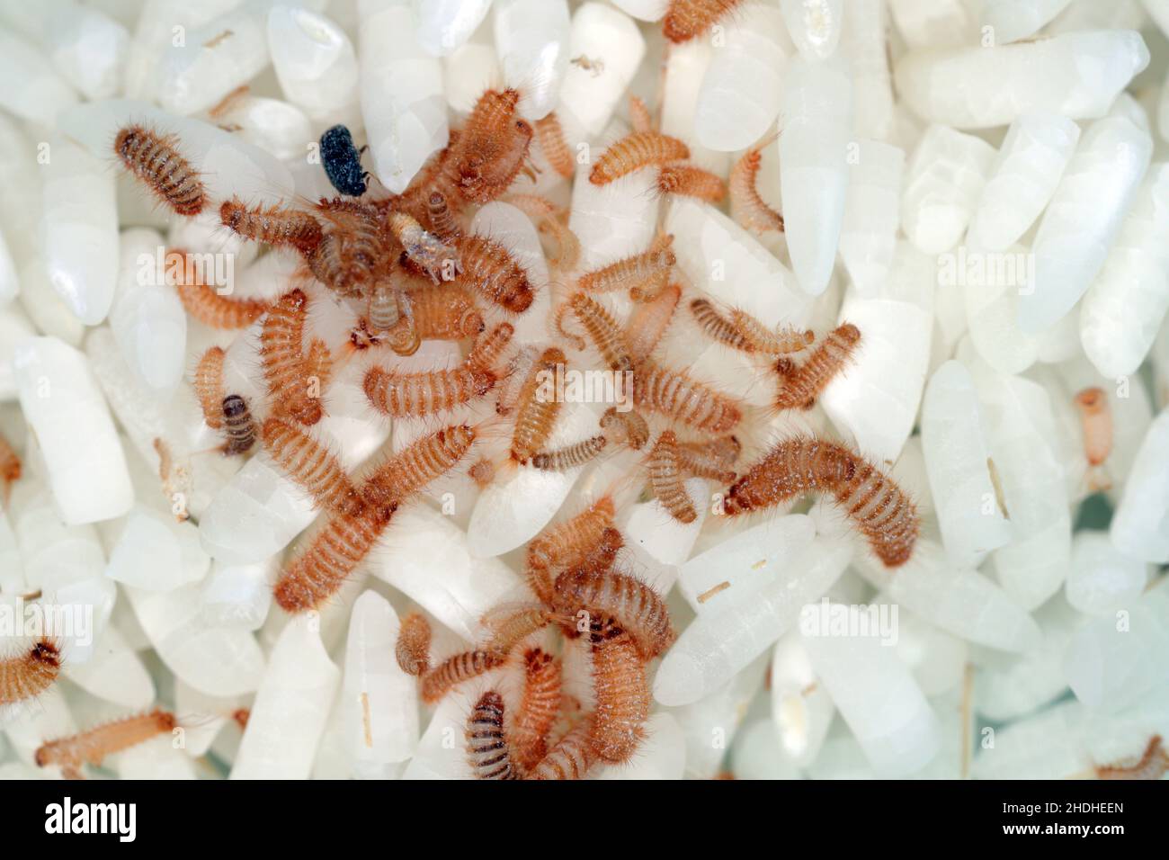 Larvae of Khapra beetle (Trogoderma granarium) on rice grains ...