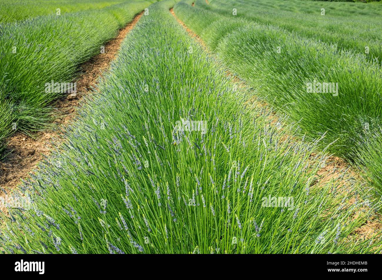 lavender, lavender field, lavenders, lavender fields Stock Photo - Alamy