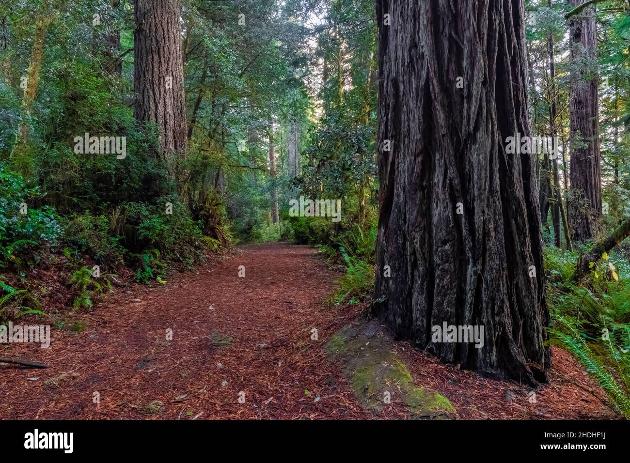 Lady Bird Johnson Grove of Coast Redwoods, Sequoia sempervirens ...