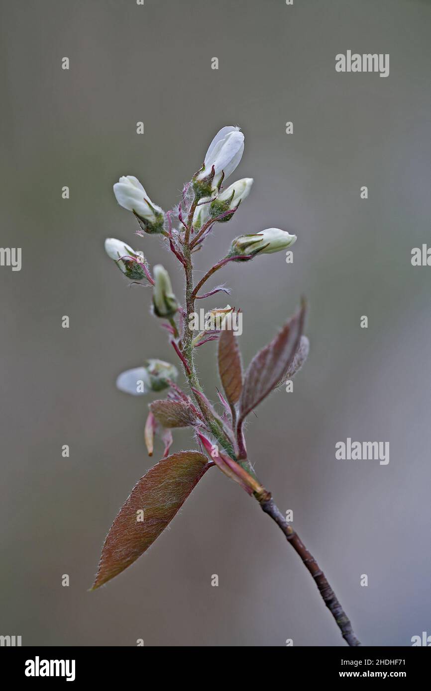 fruit flower, flower buds, fruit flowers, flower bud Stock Photo - Alamy