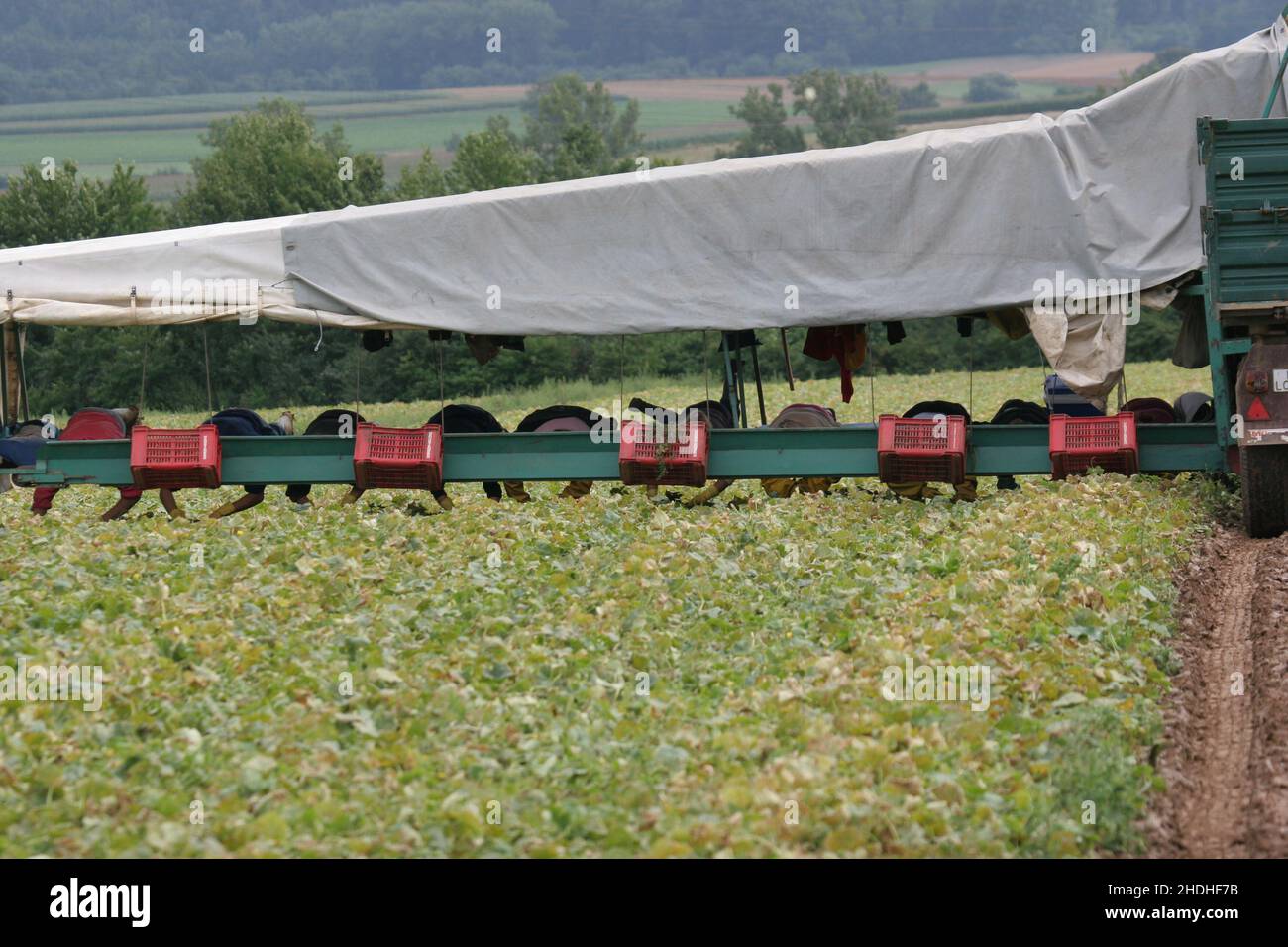 agriculture, harvesting machine, cucumber harvest, agricultures ...