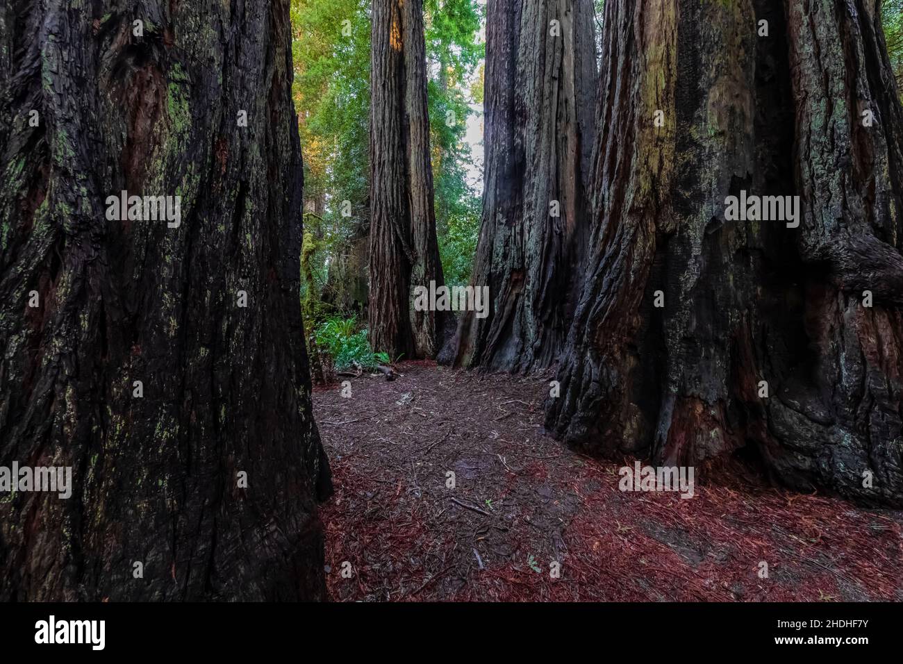 Lady Bird Johnson Grove of Coast Redwoods, Sequoia sempervirens ...