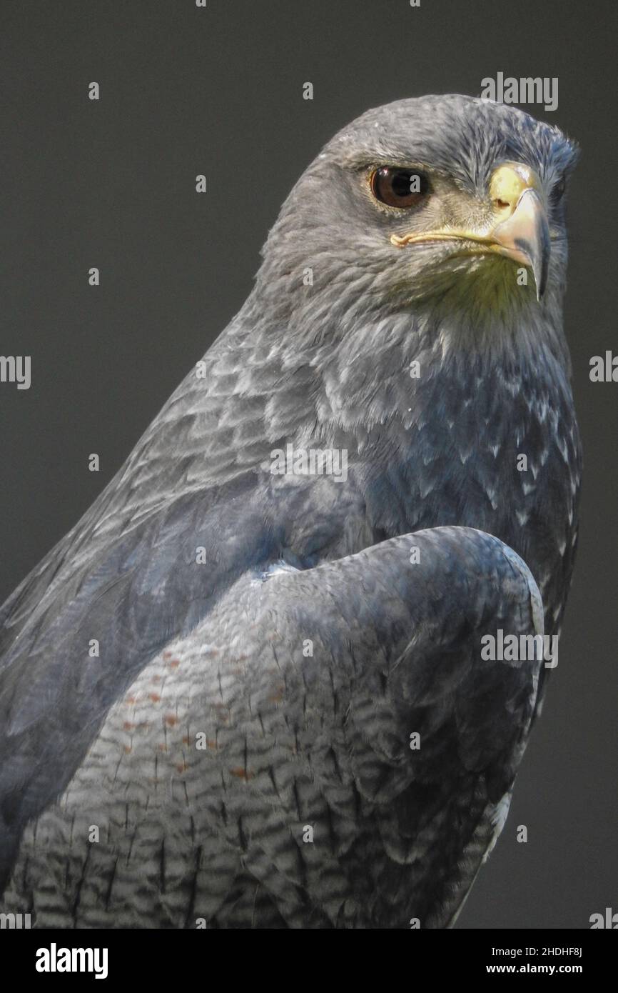 Blue eagles hi-res stock photography and images - Alamy