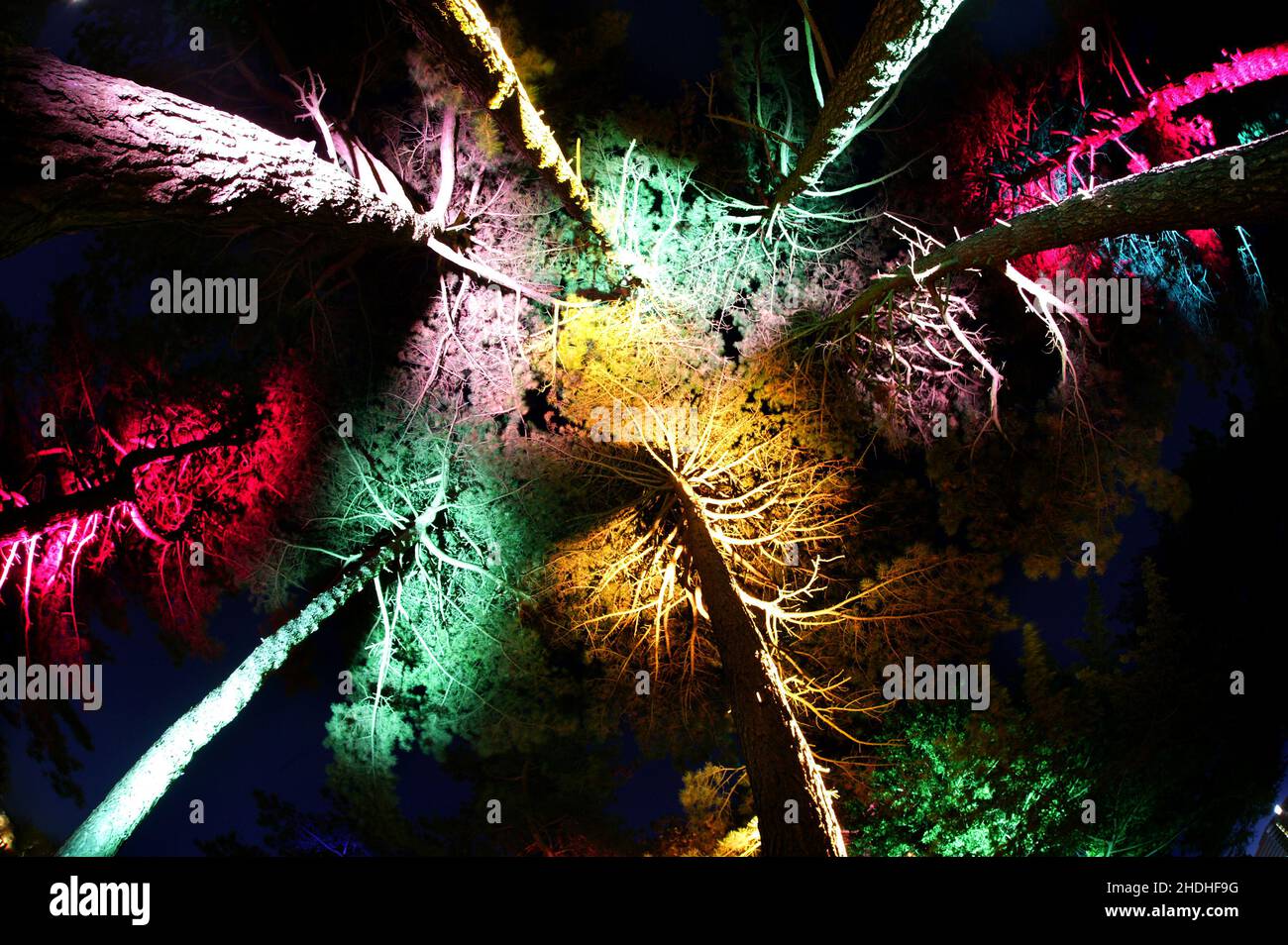 lighting design, color effect, fairy forest, light design, lighting ...