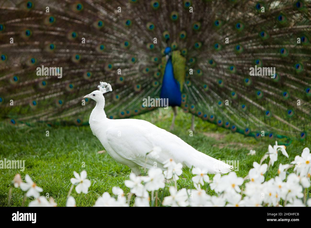 peacock, mating, peacocks Stock Photo - Alamy