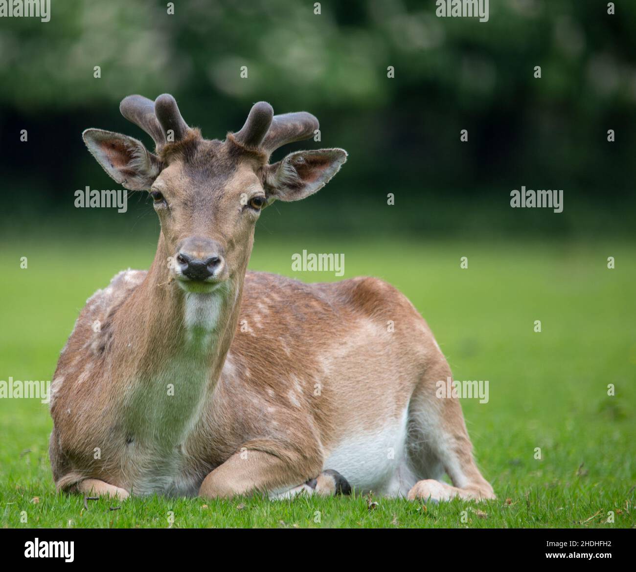 Roe deer males antler hi-res stock photography and images - Alamy
