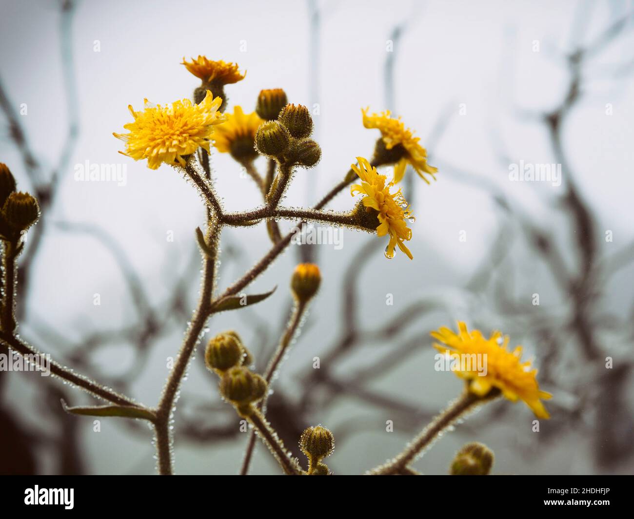 flower, morning dew, flowers, dews Stock Photo - Alamy