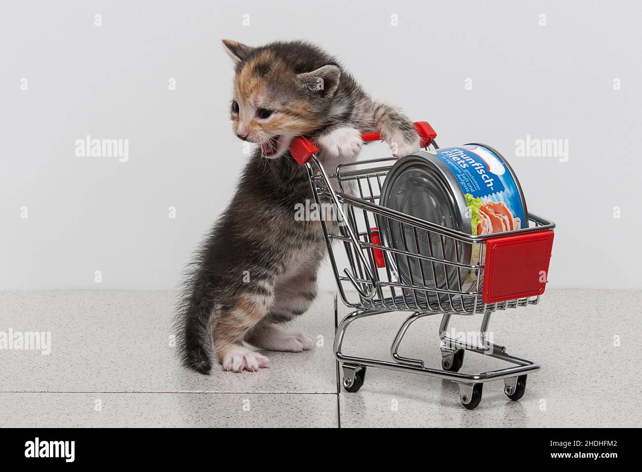 shopping, kittens, kitten Stock Photo - Alamy