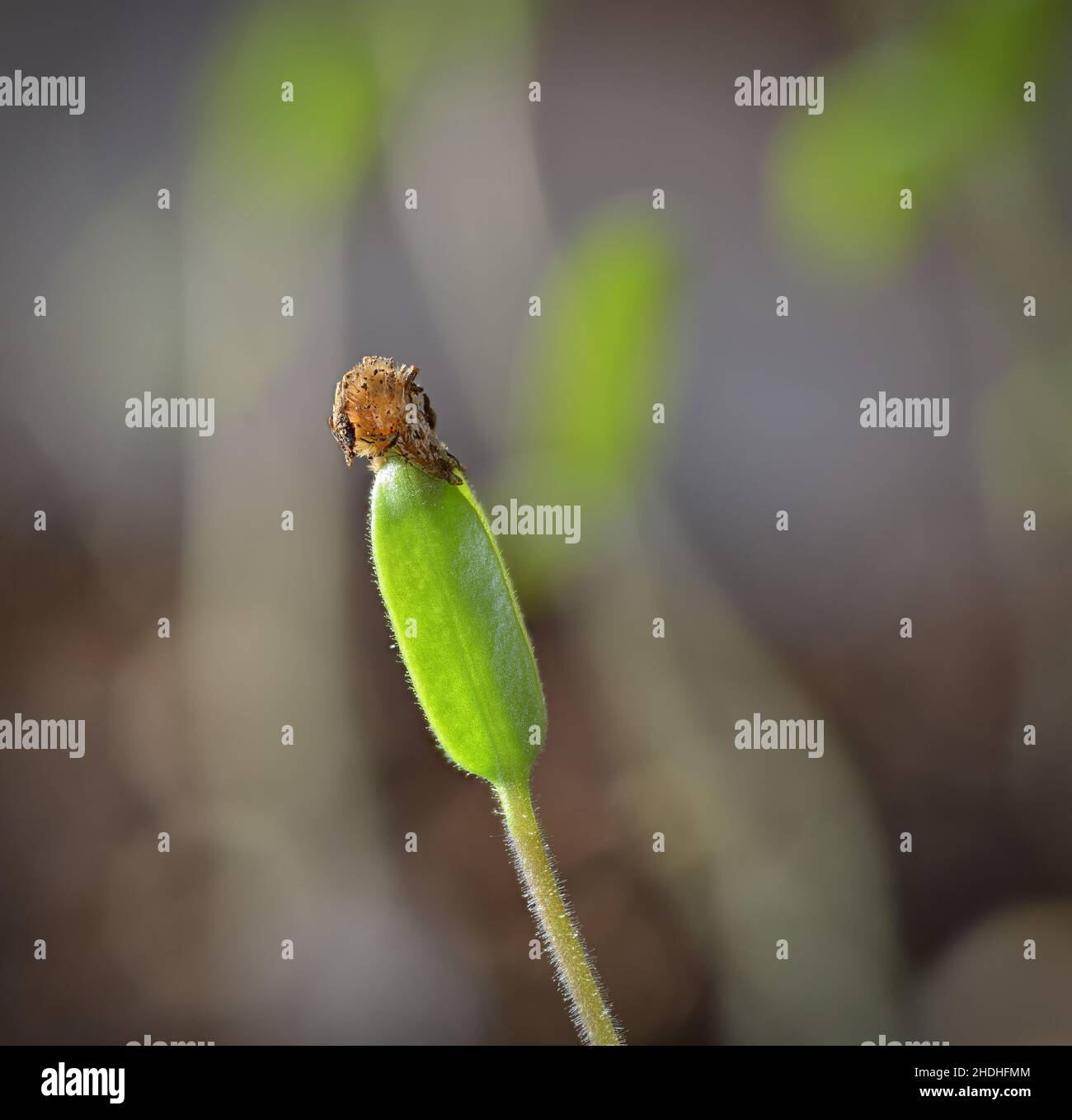 growth, seedling, tomato plant, growths, rise, sapling, seedlings ...