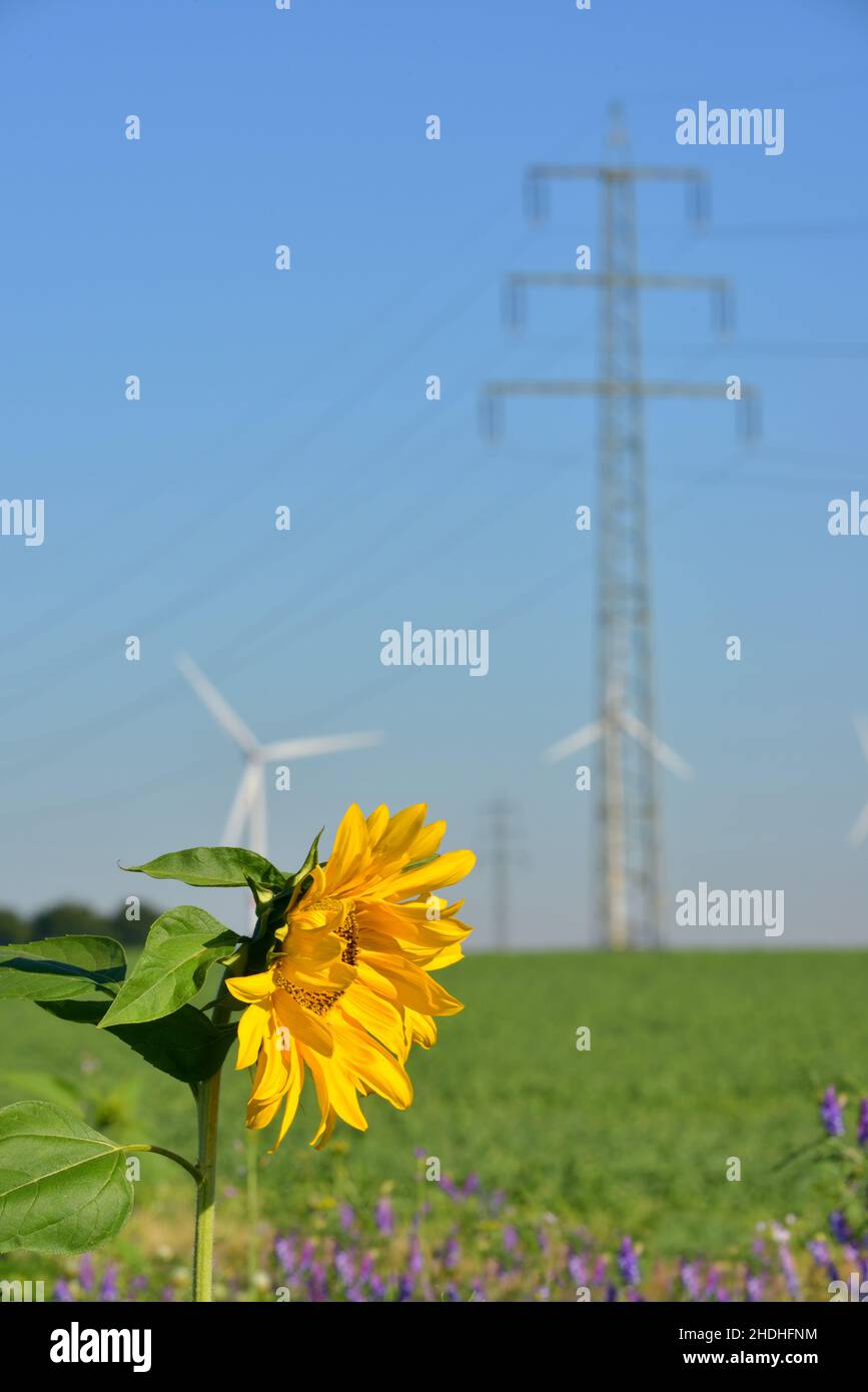 sunflower, electrical tower, sunflowers, electrical towers Stock Photo ...