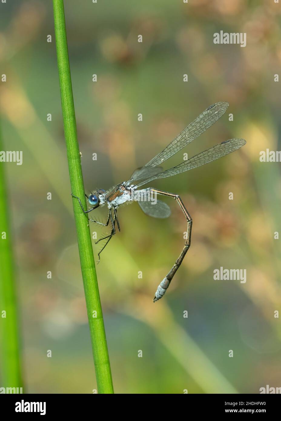 Emerald damselfly (Lestes sponsa Stock Photo - Alamy