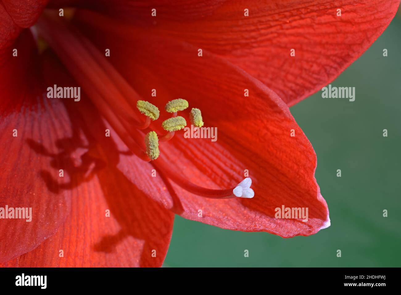 Anther Anthers Pollen Hi Res Stock Photography And Images Alamy