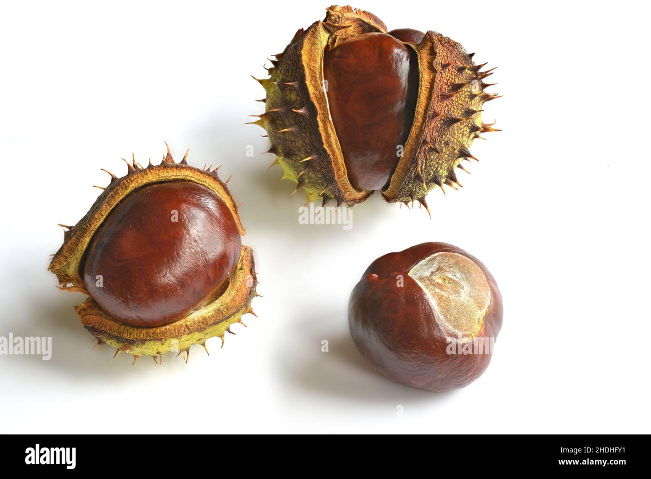 chestnut tree, chestnut trees Stock Photo - Alamy