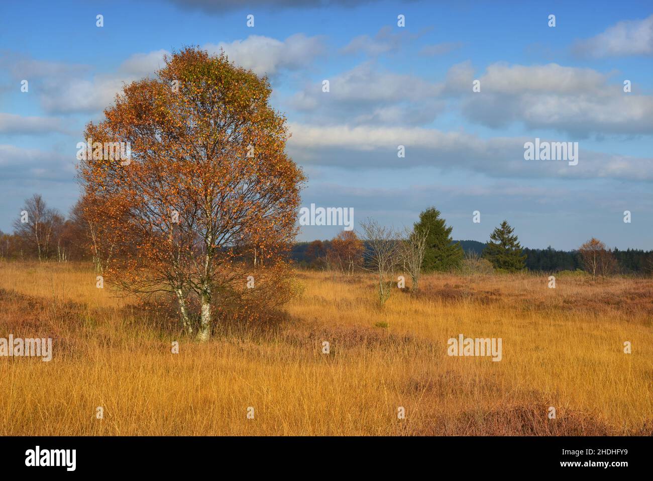wildlife reserve, bog, high morr, nature reserve, wild, wildlife ...