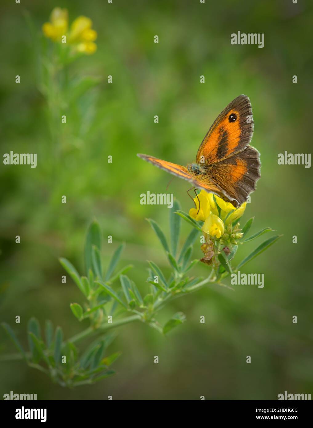 Dusky colors hi-res stock photography and images - Alamy