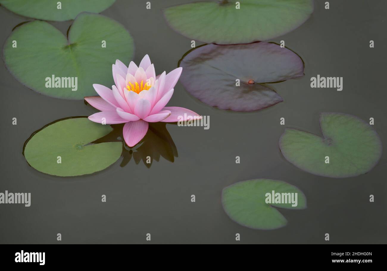 water lily, water lilies, waterlilie, waterlilies Stock Photo - Alamy