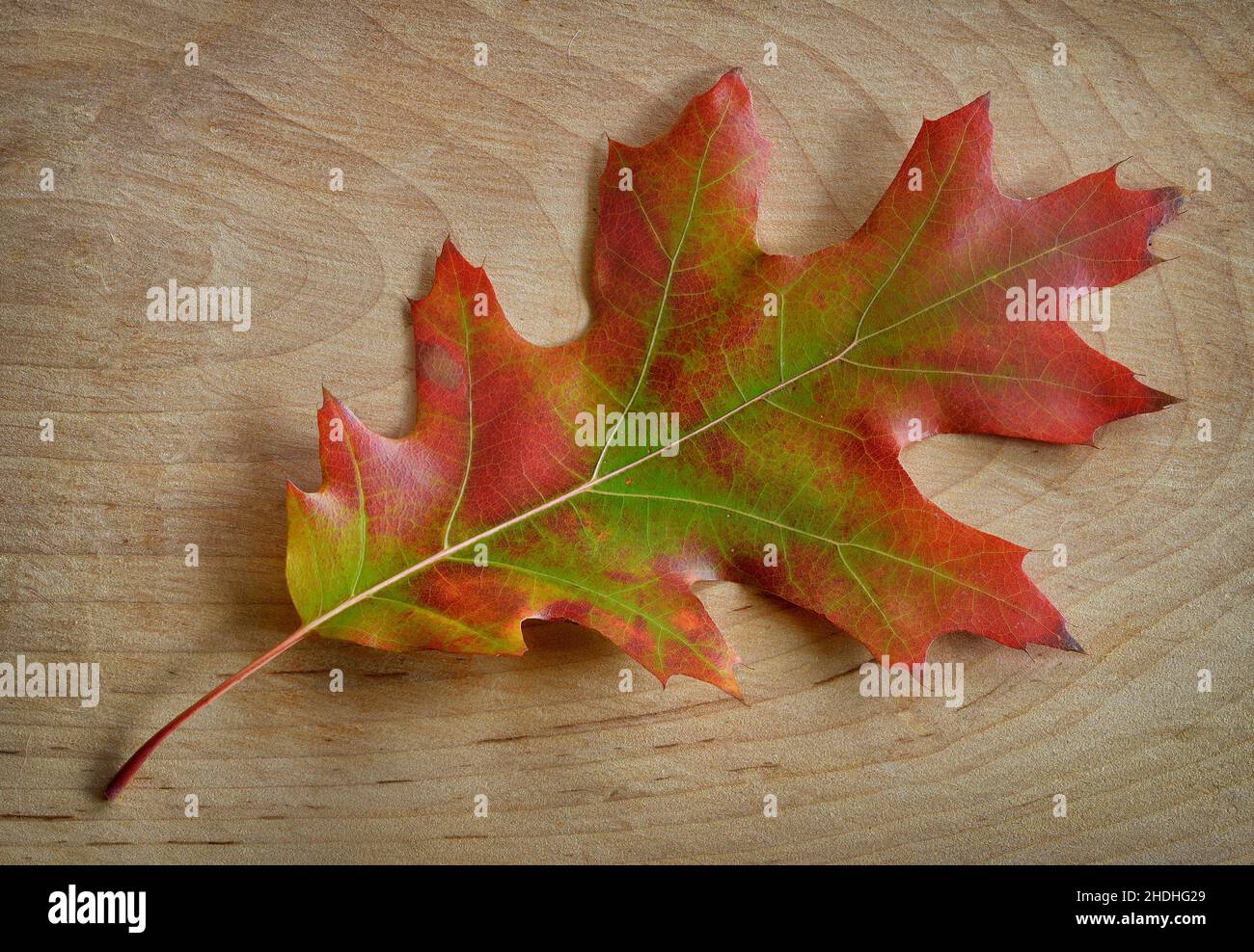 Oak leaf shape hi-res stock photography and images - Alamy