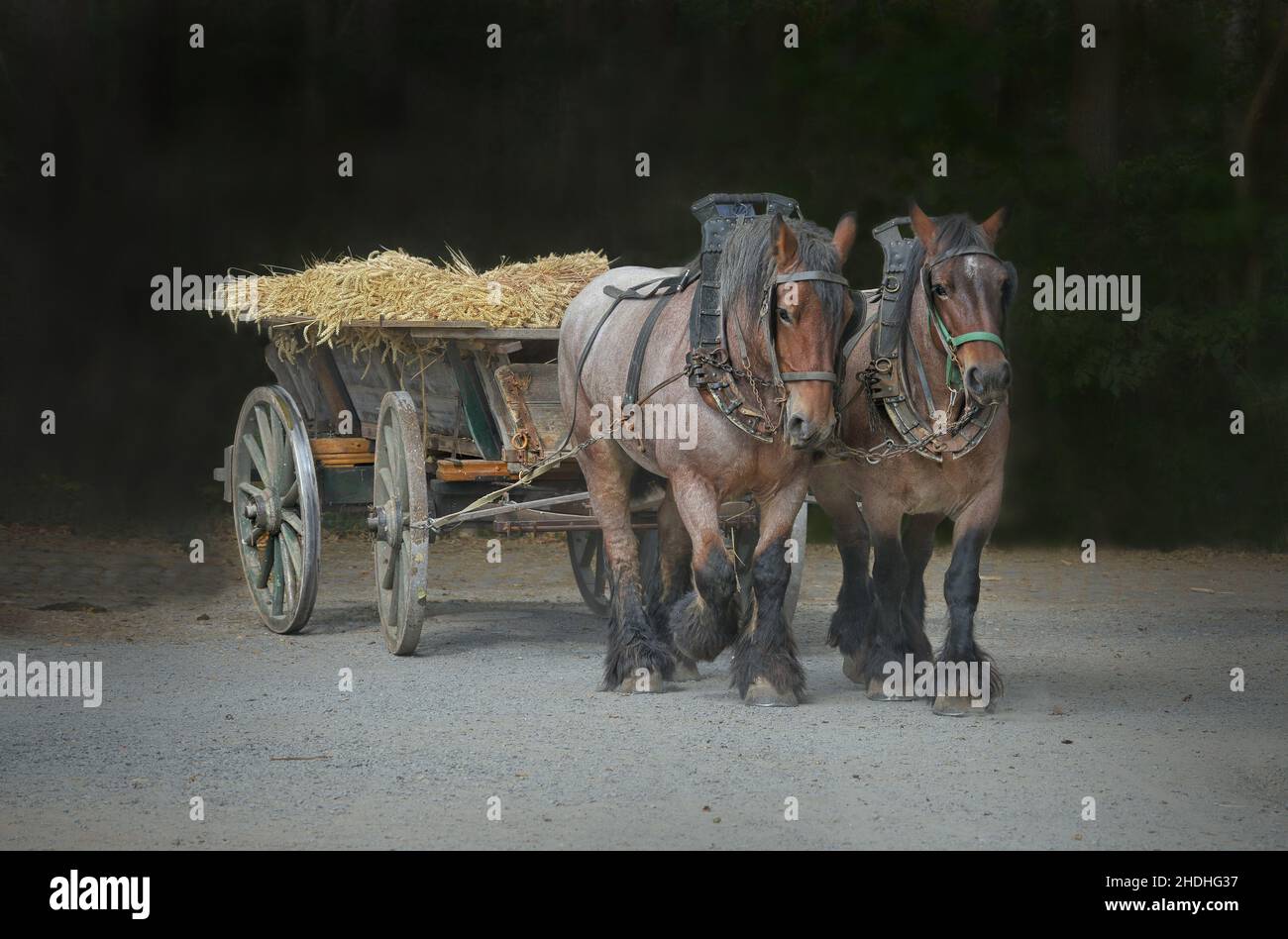 grain harvest, draft horse, grain harvests, draft horses Stock Photo ...