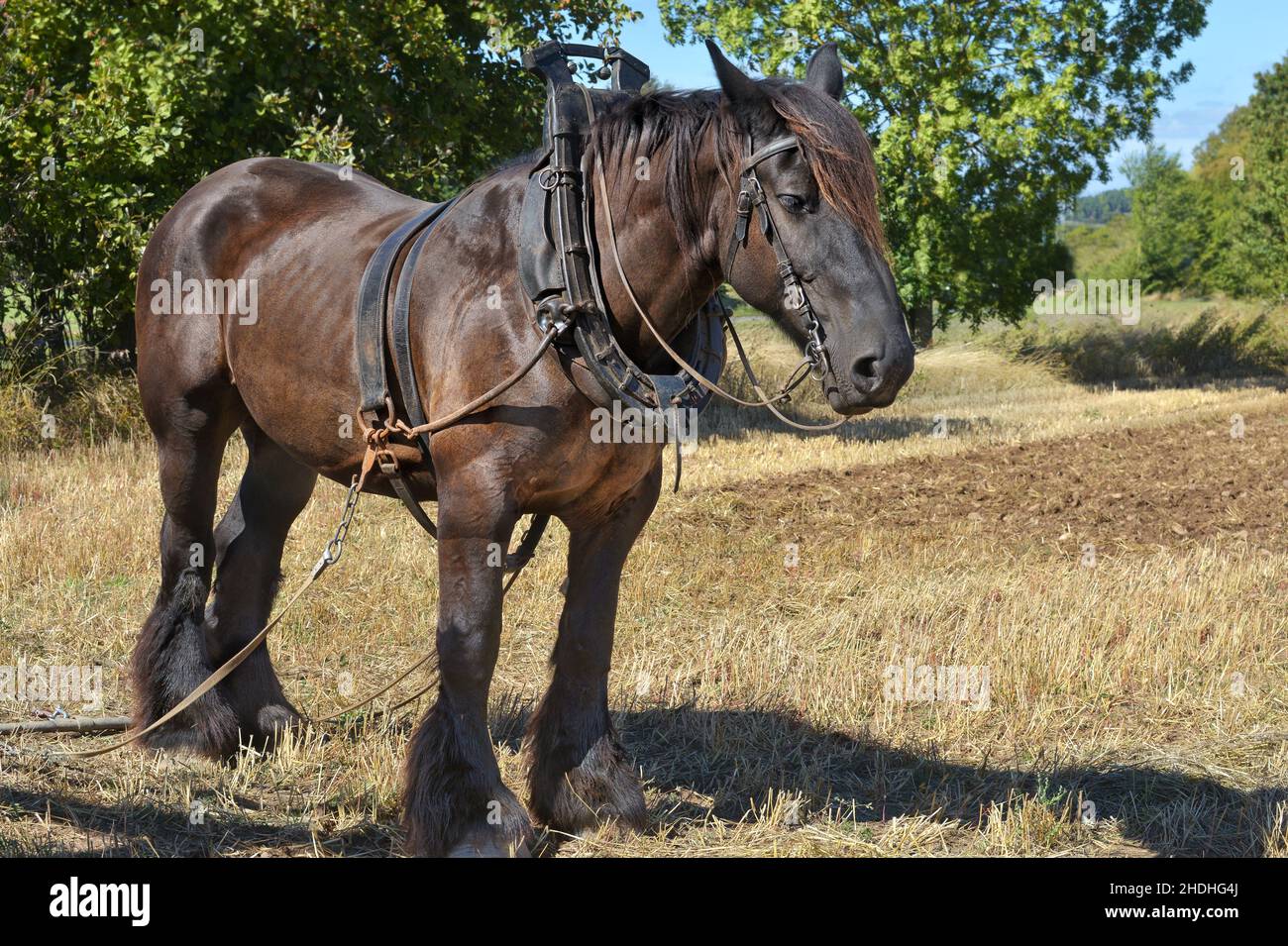 horse, work horse, draft horse, horses, work horses, draft horses Stock ...
