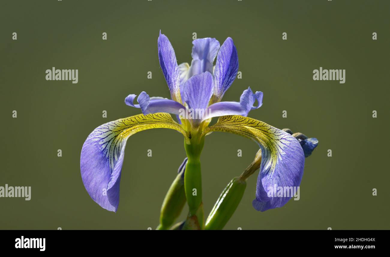 sword lily, sword lilies Stock Photo - Alamy