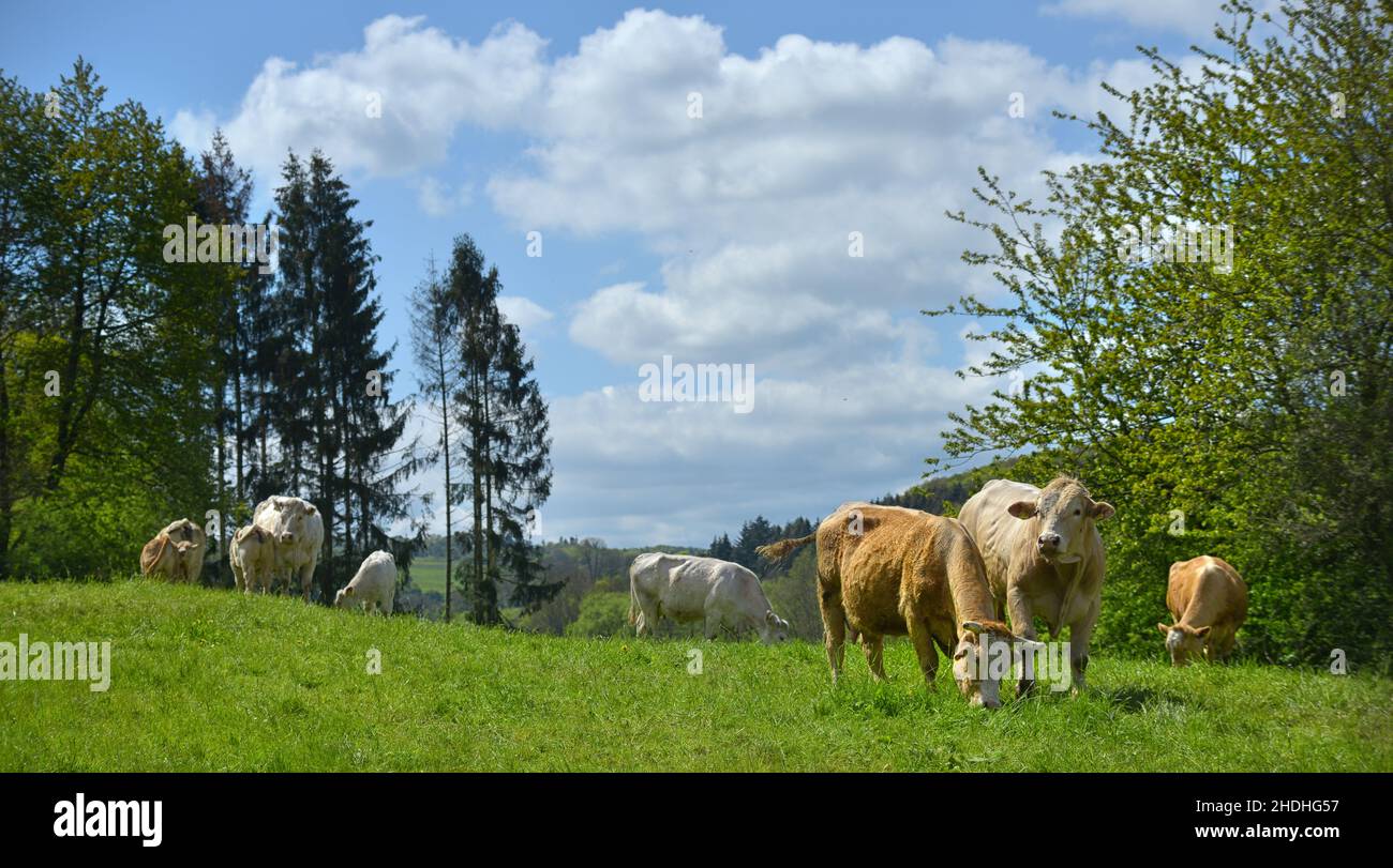 Rustic cows hi-res stock photography and images - Alamy