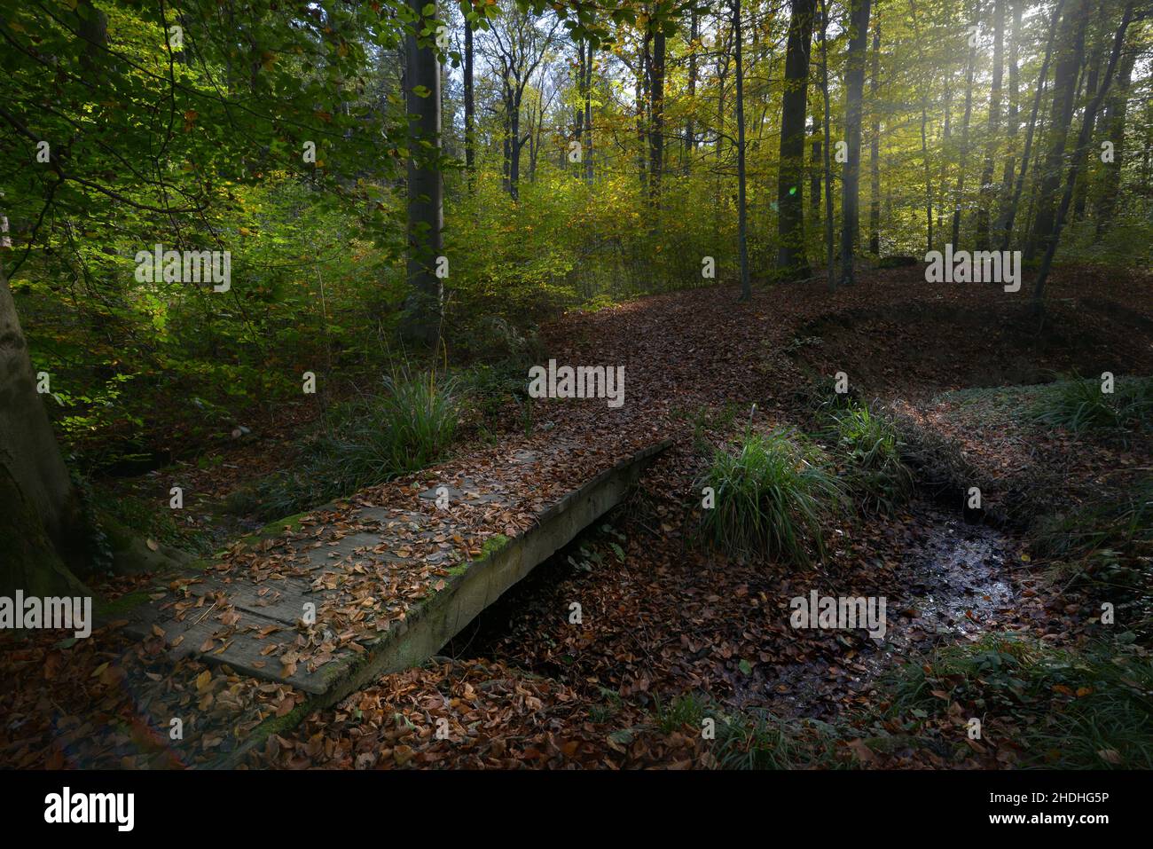 forest, pier, forests, wood, woodland, woods, piers Stock Photo - Alamy