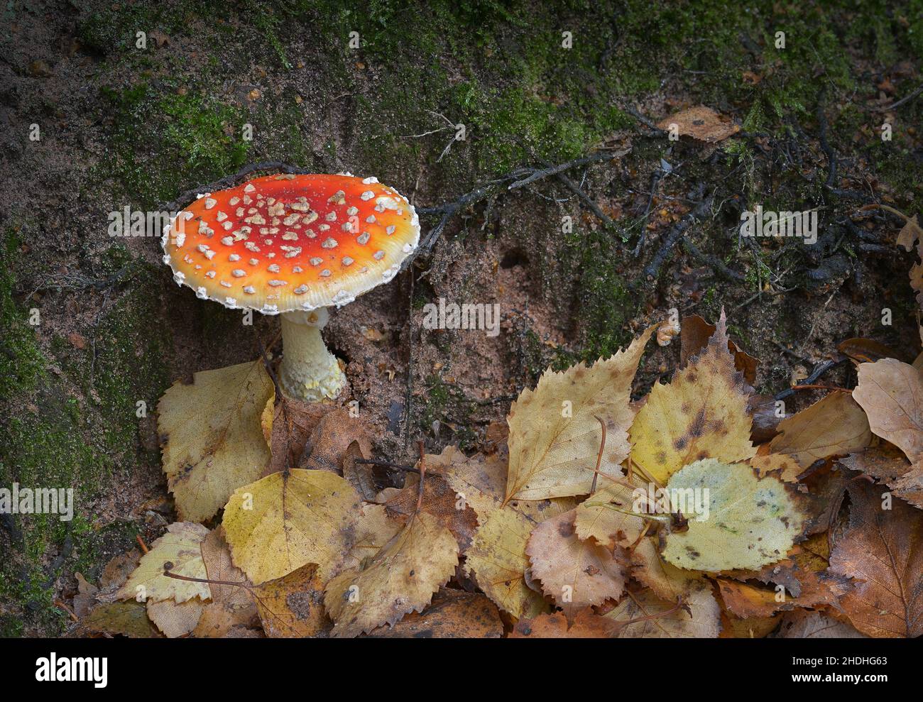 fly agaric, fly agarics Stock Photo - Alamy
