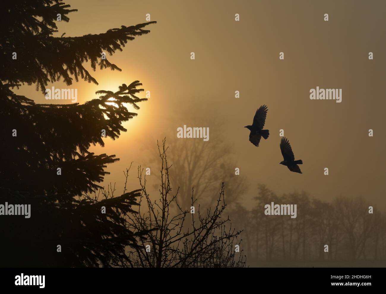 twilight, mystical, ravens, twilights, mysterious, mystic, mysticism ...