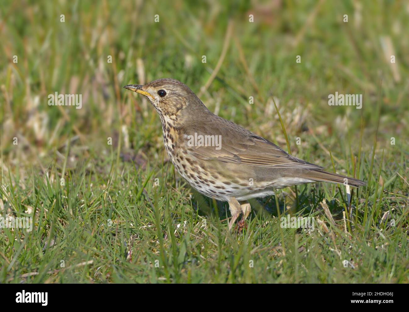 Song thrushs hi-res stock photography and images - Alamy