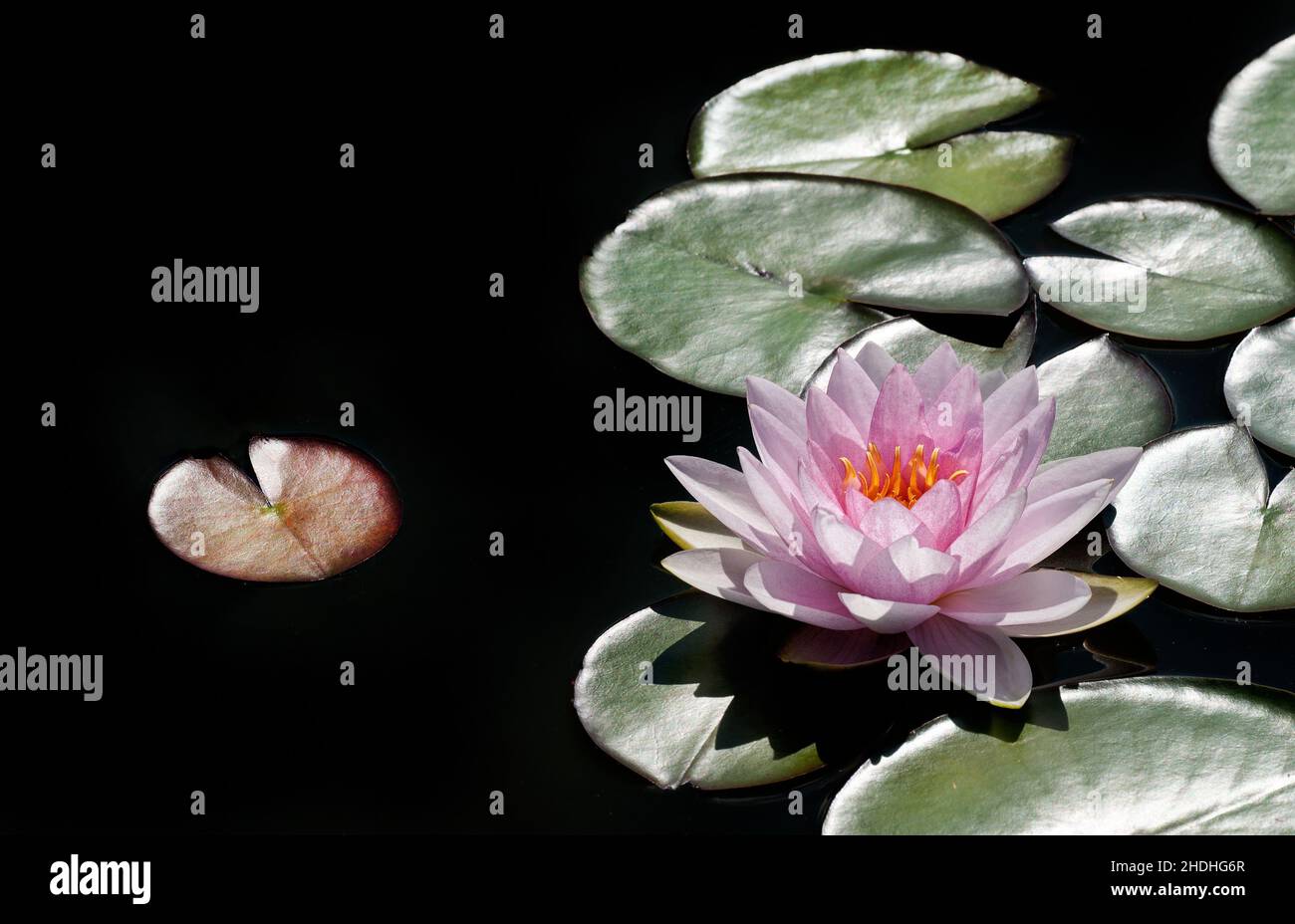 water lily, water lilies, waterlilie, waterlilies Stock Photo - Alamy
