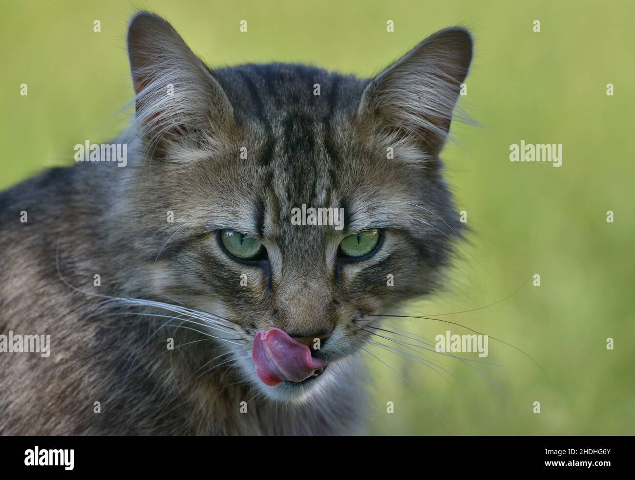 norwegian forest cat, norwegian forest cats Stock Photo - Alamy