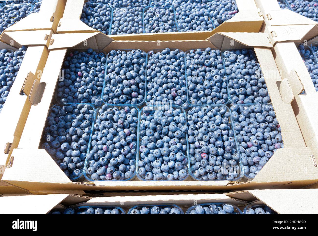 Cardboard boxes with freshly picked blueberries at the farm Stock Photo ...
