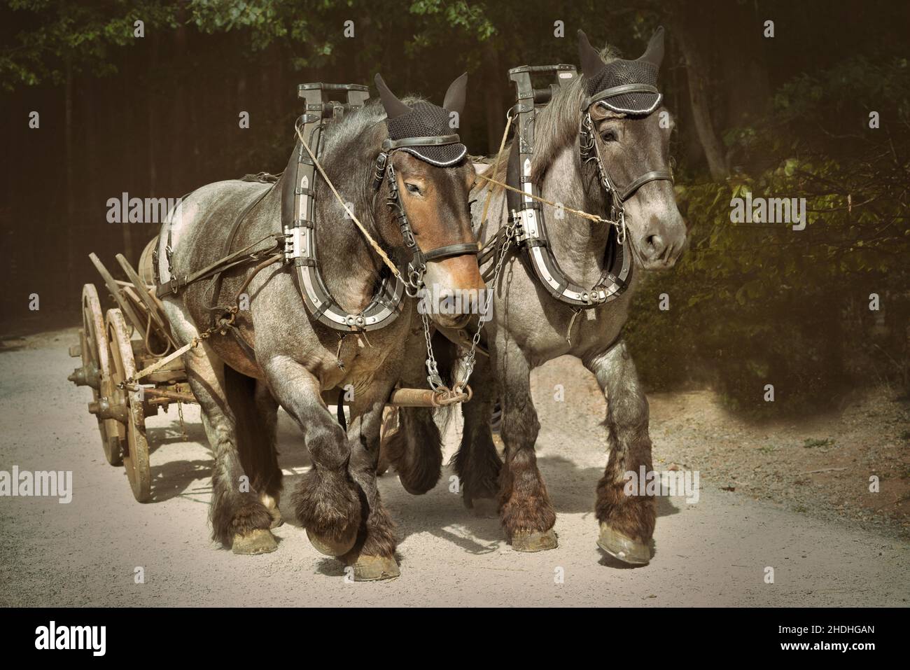 work horse, draft horse, horsedrawn, work horses, draft horses ...