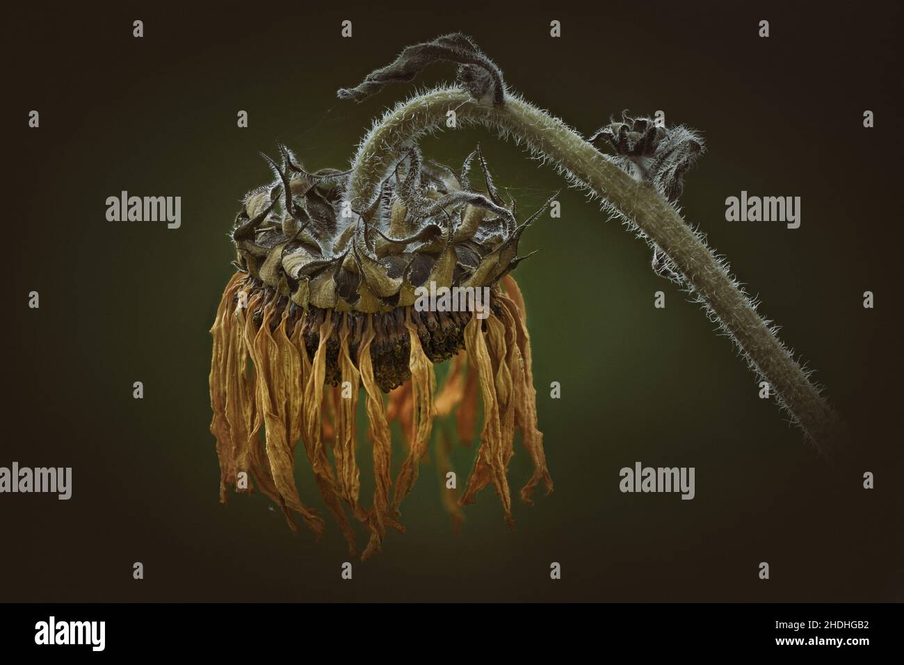 sunflower, faded, sunflowers, fadeds Stock Photo - Alamy
