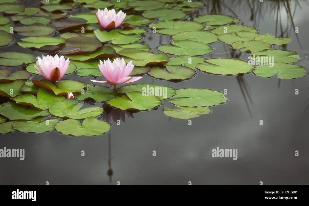 water lily, water lily pad, water lilies, waterlilie, waterlilies, lily ...