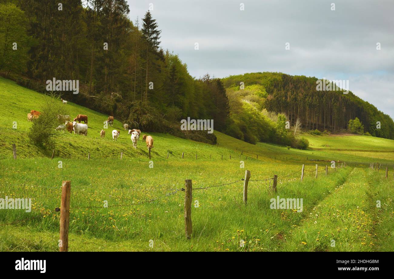 forest, eifel, cow paddock, forests, wood, woodland, woods, eifels, cow ...