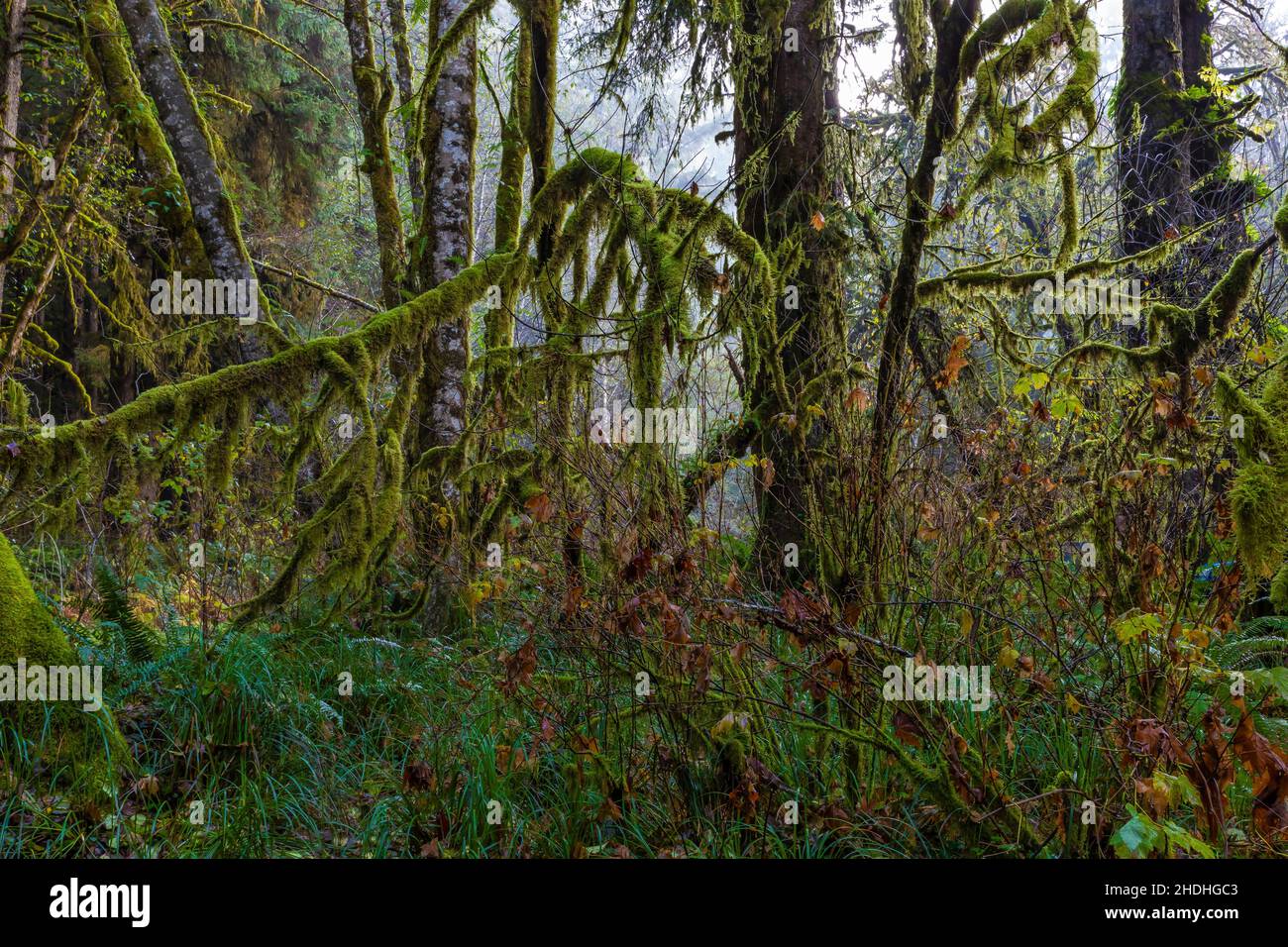 Moss-covered Vine Maples and other small trees in Redwood National and ...