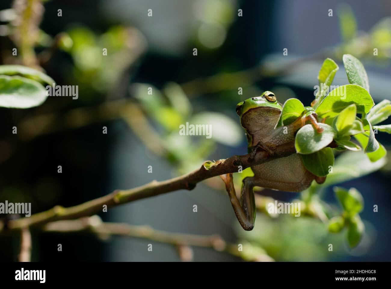 climbing, water frog, water frogs Stock Photo - Alamy