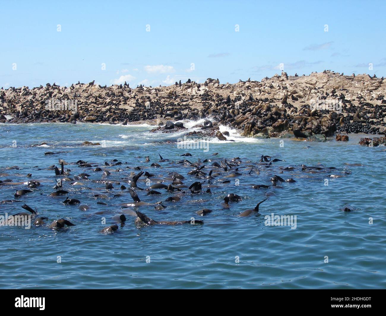 seal, sandbar, dyer iceland, seals, sandbars, dyer icelands Stock Photo ...