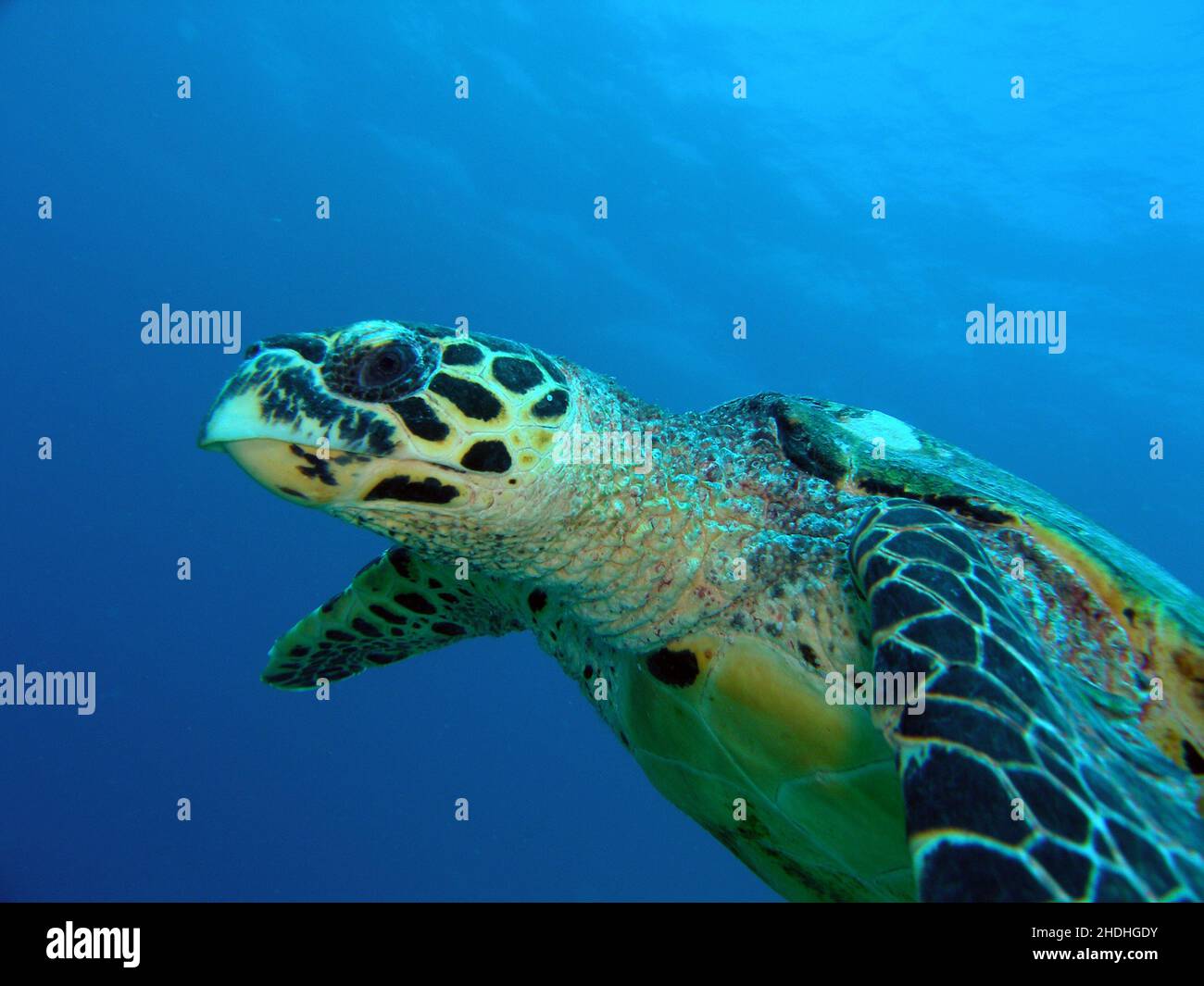turtle, hawksbill turtle, sea turtle, turtles, hawksbill turtles, sea ...