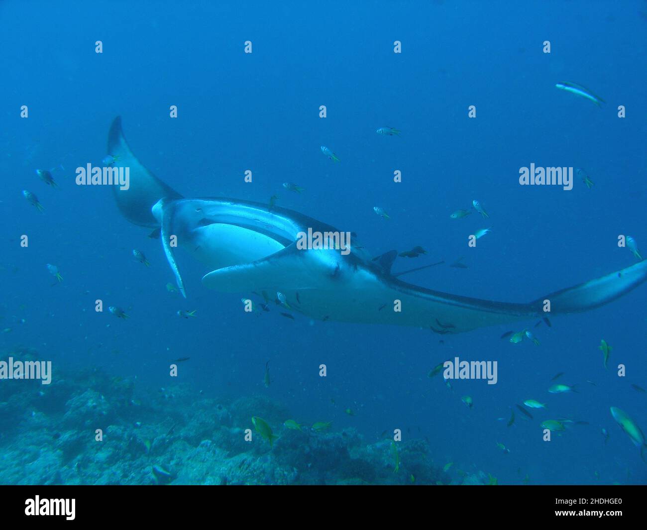 underwater, reef, manta rays, indian ocean, under water, reefs, manta ...