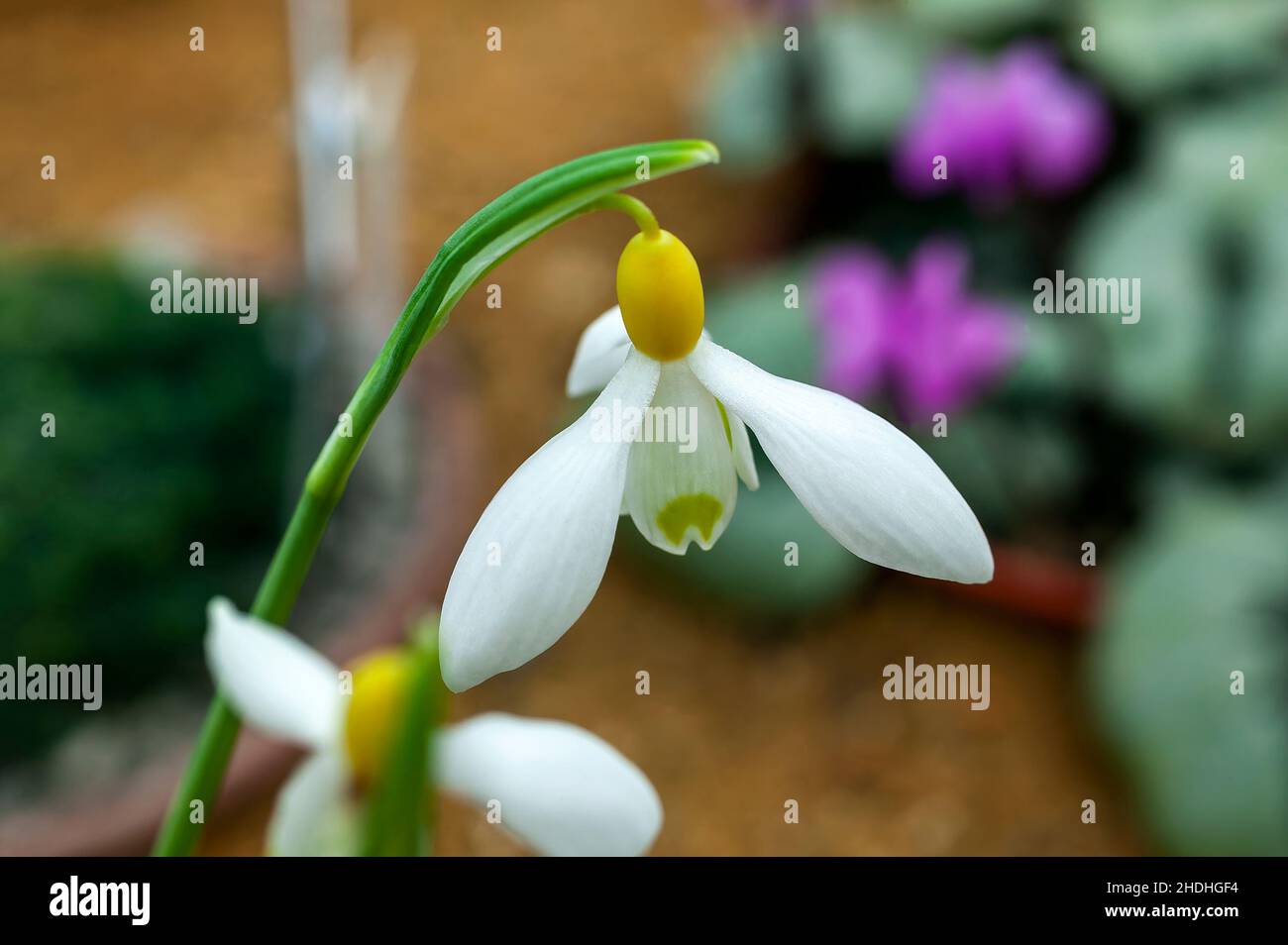Snowdrop (Galanthus) 'Spindlestone Surprise' a winter spring flowering ...