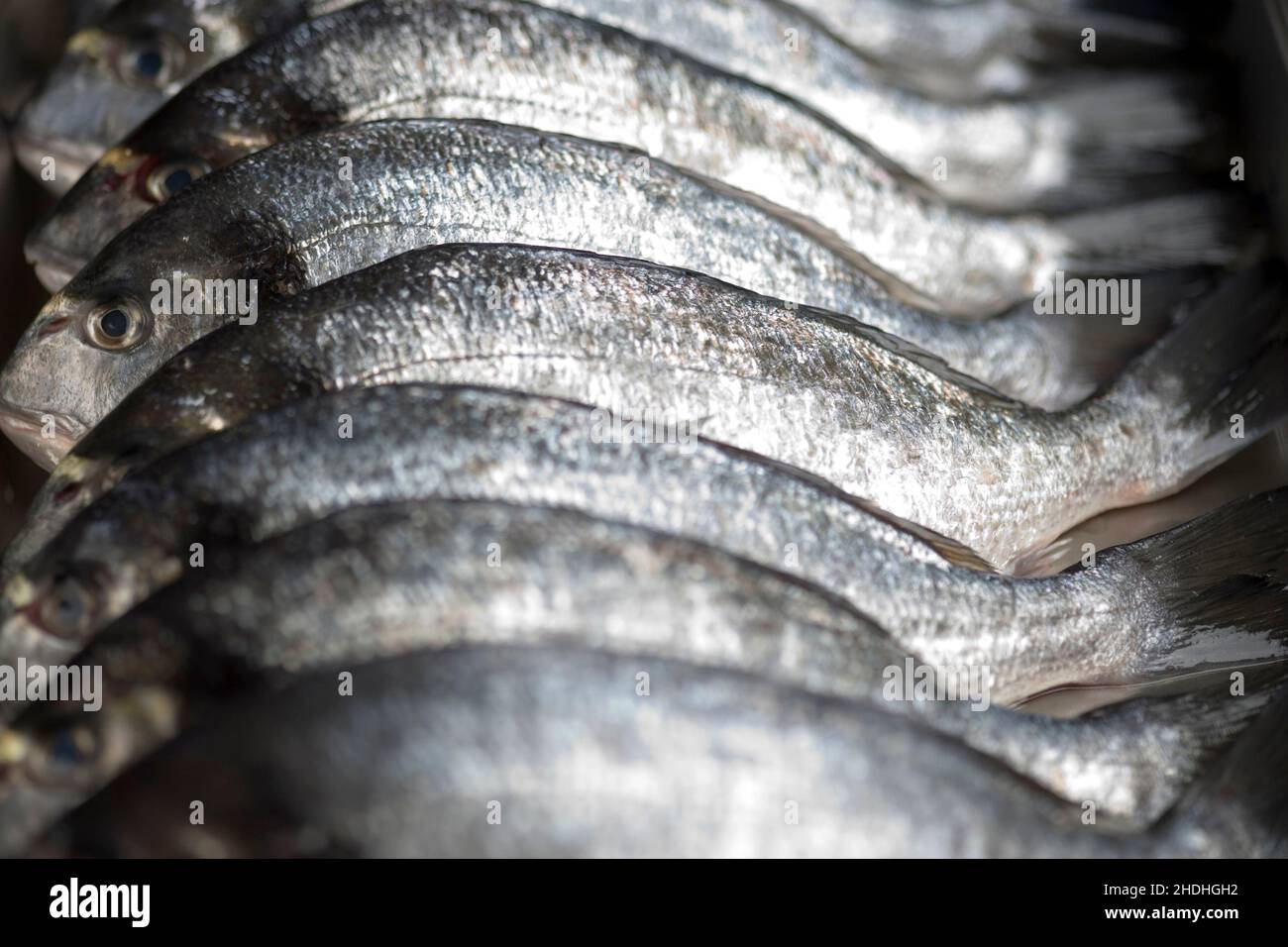 fish, gilt head bream, fishes, gilt-head breams Stock Photo - Alamy