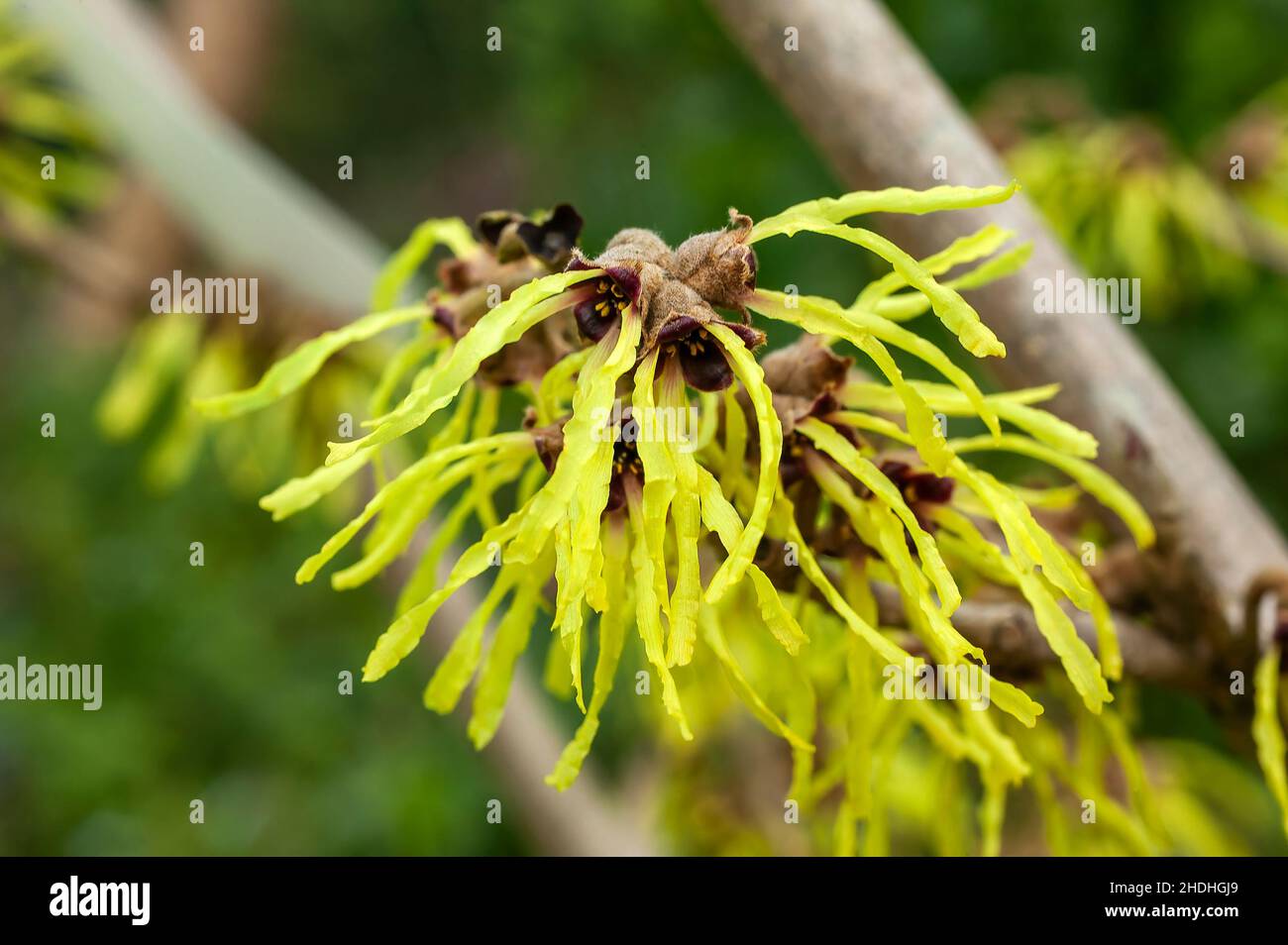 Hamamelis x Intermedia 'Pallida' (Witch Hazel) a winter spring ...